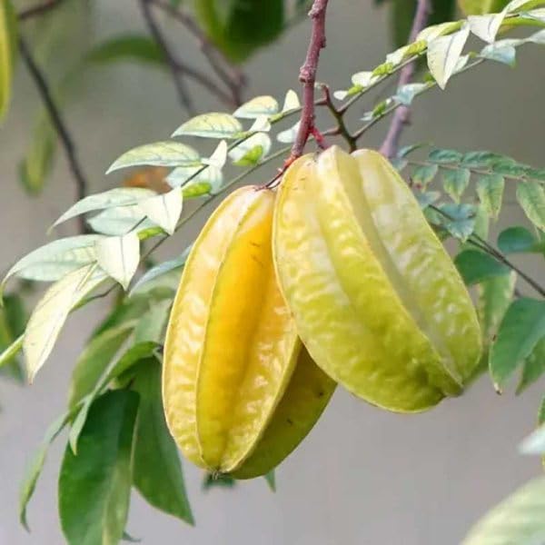 SANJU Star Fruit Carambola (Kamranga) Four Times Yearly All Season Live ...