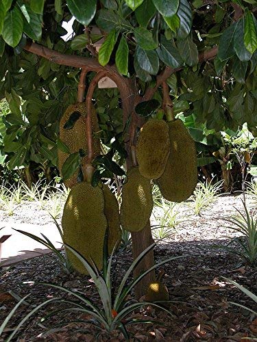 Creative Farmer Live Plant Jack Fruit (Then Varikka) Healthy Rare ...
