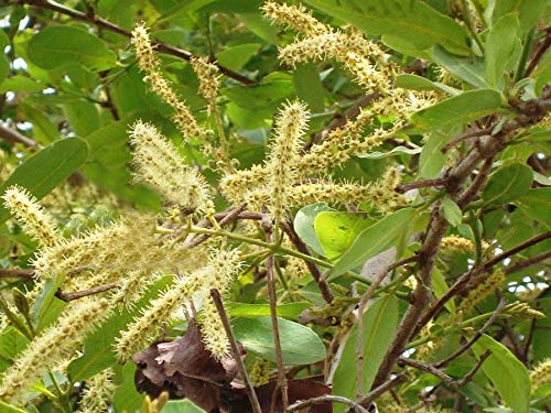 Plant House Live Arjun-Terminalia Arjuna Medicinal Plant With Pot ...