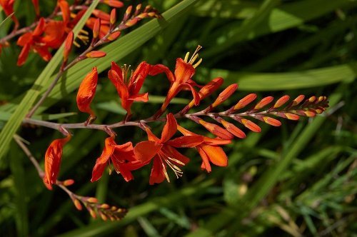 Amazon.com : 10 RED LUCIFER CROCOSMIA Crocosmia Masoniorum Flower Seeds ...