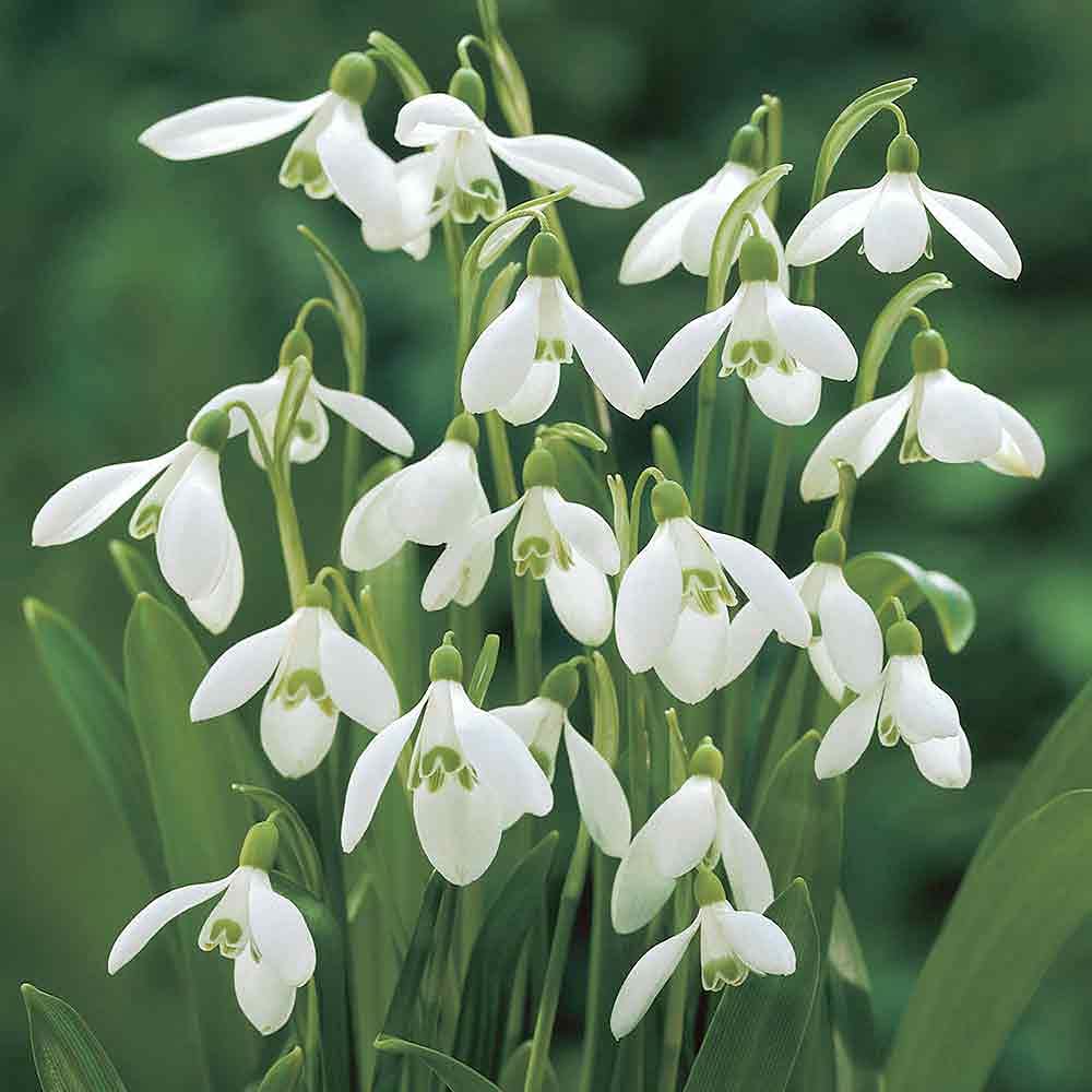 schone Snowdrops Single- Galanthus nivalis - RHS Award of Garden Merit ...