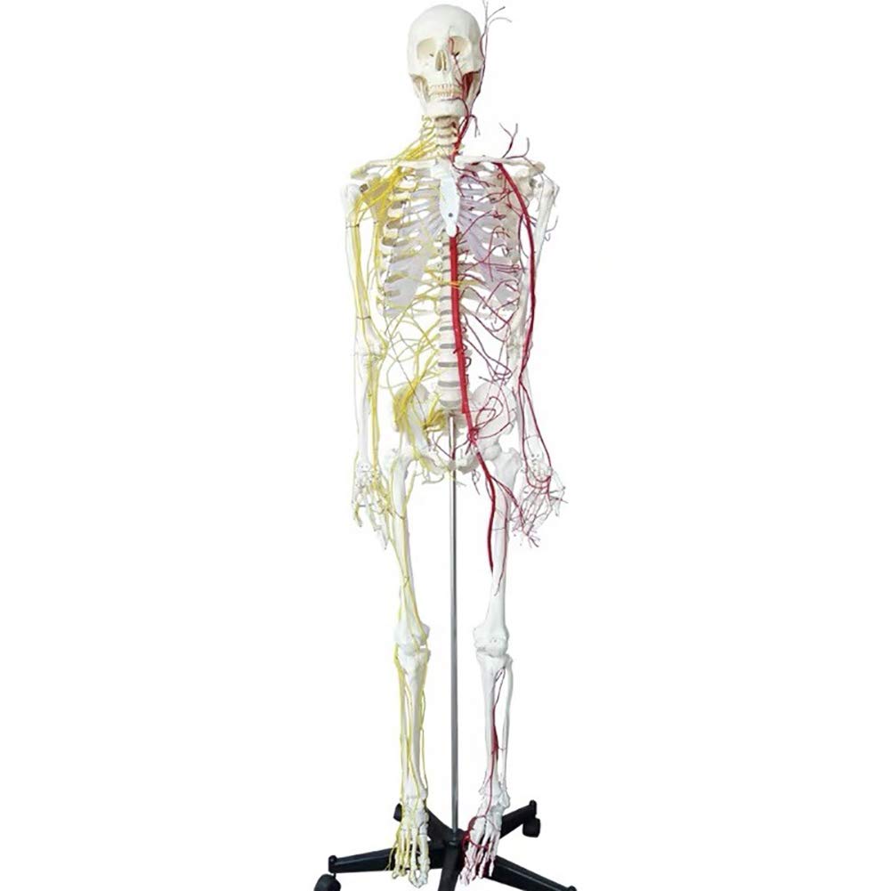 Buy 170 Cm Human Skeleton Anatomical Model - Life Size - Body Anatomy ...
