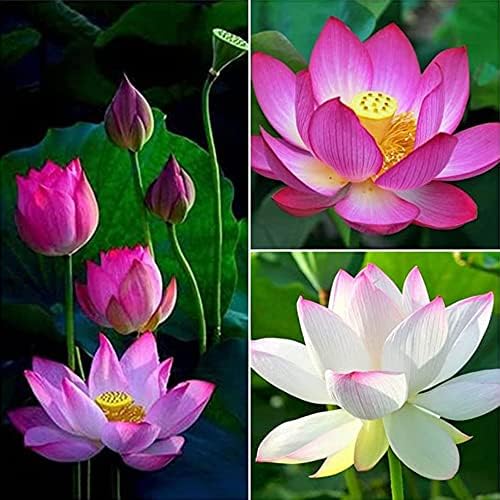 Amazon.com : QAUZUY GARDEN- 10 Seeds Lotus Flower Seeds Nelumbo ...