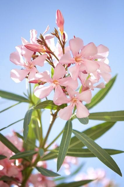 Kalkiplantation Pink Kaner Flower Plant Nerium Oleander Landscaping ...