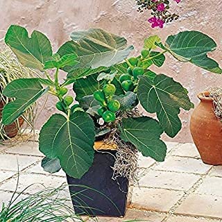 Gular-Ficus Racemosa-Cluster Fig Fruit Gullar Plant with Pot : Amazon ...