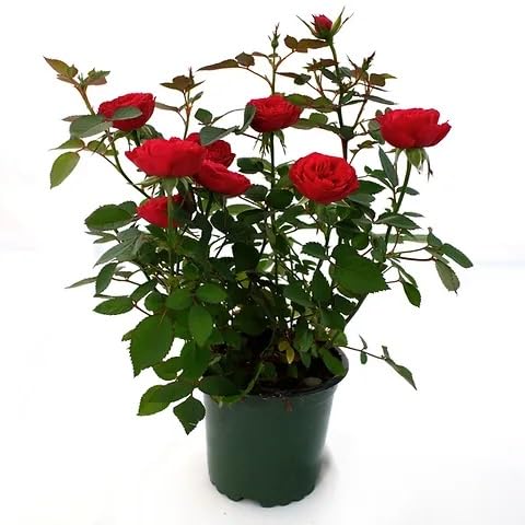 Button Rose, Miniature Rose (red color) Live Plant/red rose healthy ...