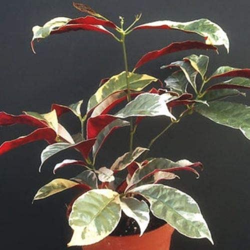 Royal Gardens Laila majnu plant : Amazon.in: Garden & Outdoors