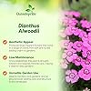 Amazon.com : Outsidepride Alwood Pink Dianthus Seeds for Planting ...