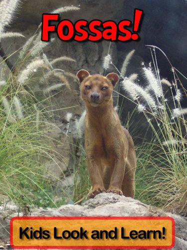 Fossas! Learn About Fossas and Enjoy Colorful Pictures - Look and Learn ...