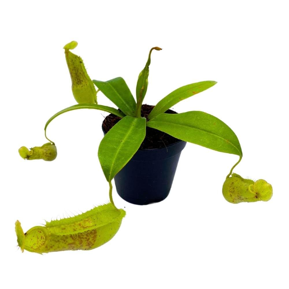 Amazon.com : BubbleBlooms Nepenthes Hispida Beck in a 2 inch Pot Winged ...
