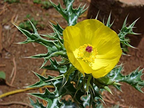 Satyanashi/Argemone mexicana Medicinal Plant : Amazon.in: Garden & Outdoors