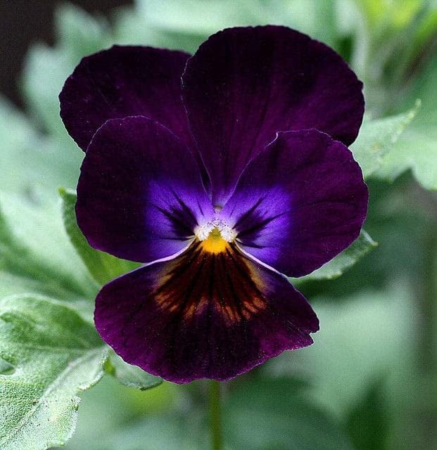 High-Performance Panji Flower Seeds - 45 Pieces for Stunning Garden ...
