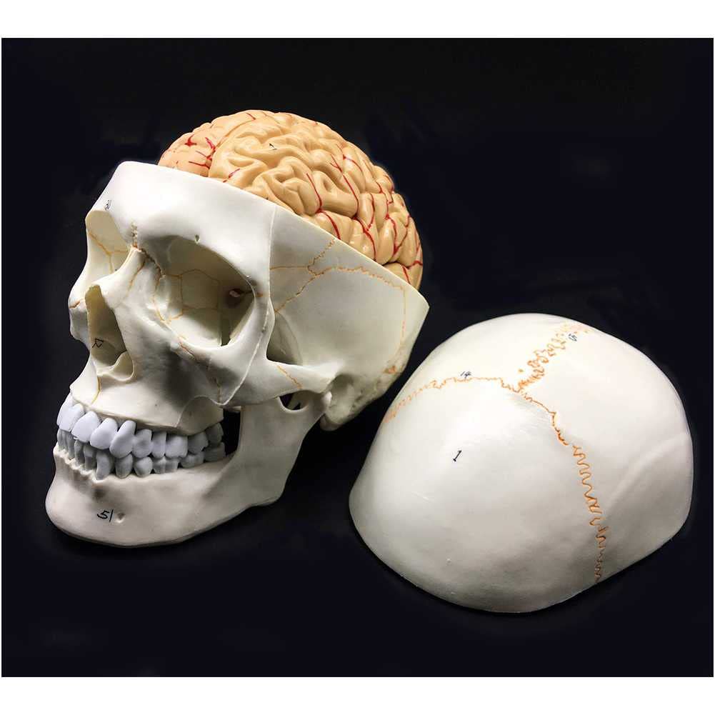 Buy Yonatues Human Skull and Brain Anatomical Model, Anatomically ...