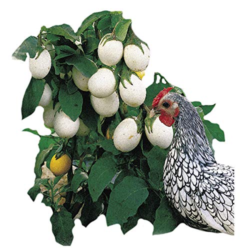 Amazon.com : Park Seed Easter Egg Plant Seeds : Patio, Lawn & Garden