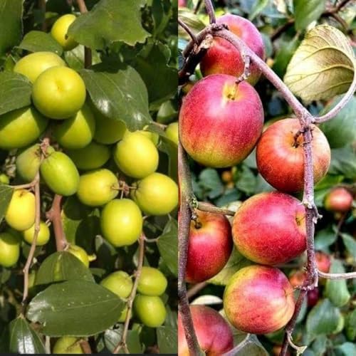 GOLDEN BLOOM Miss India Apple Ber Plant, Grafted Healthy Live Plant ...