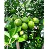 Baramasi Grafted Hybrid All Time Lemon Plant – All Season Kagzi Nimbu ...