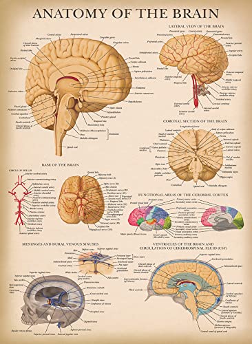 Snapklik.com : Palace Learning Vintage Brain Anatomy Poster