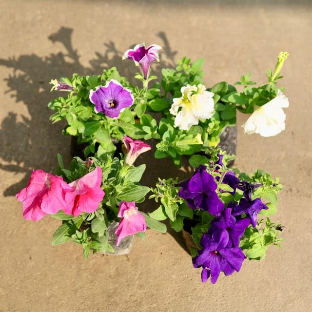 Mphmi Seedless Plant Me Flower Plants Set of 4 - Petunia (colour) in 4 ...