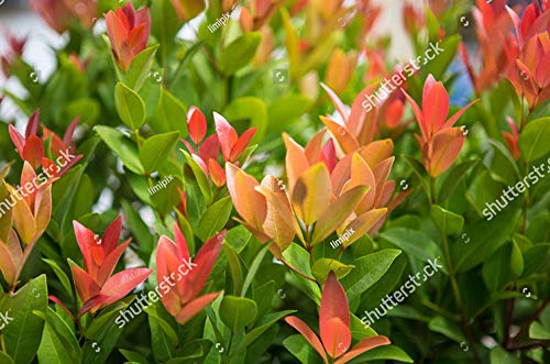 Trothic Gardens Christina tree (Syzygium Campanulatum) Wild Cinnamon ...