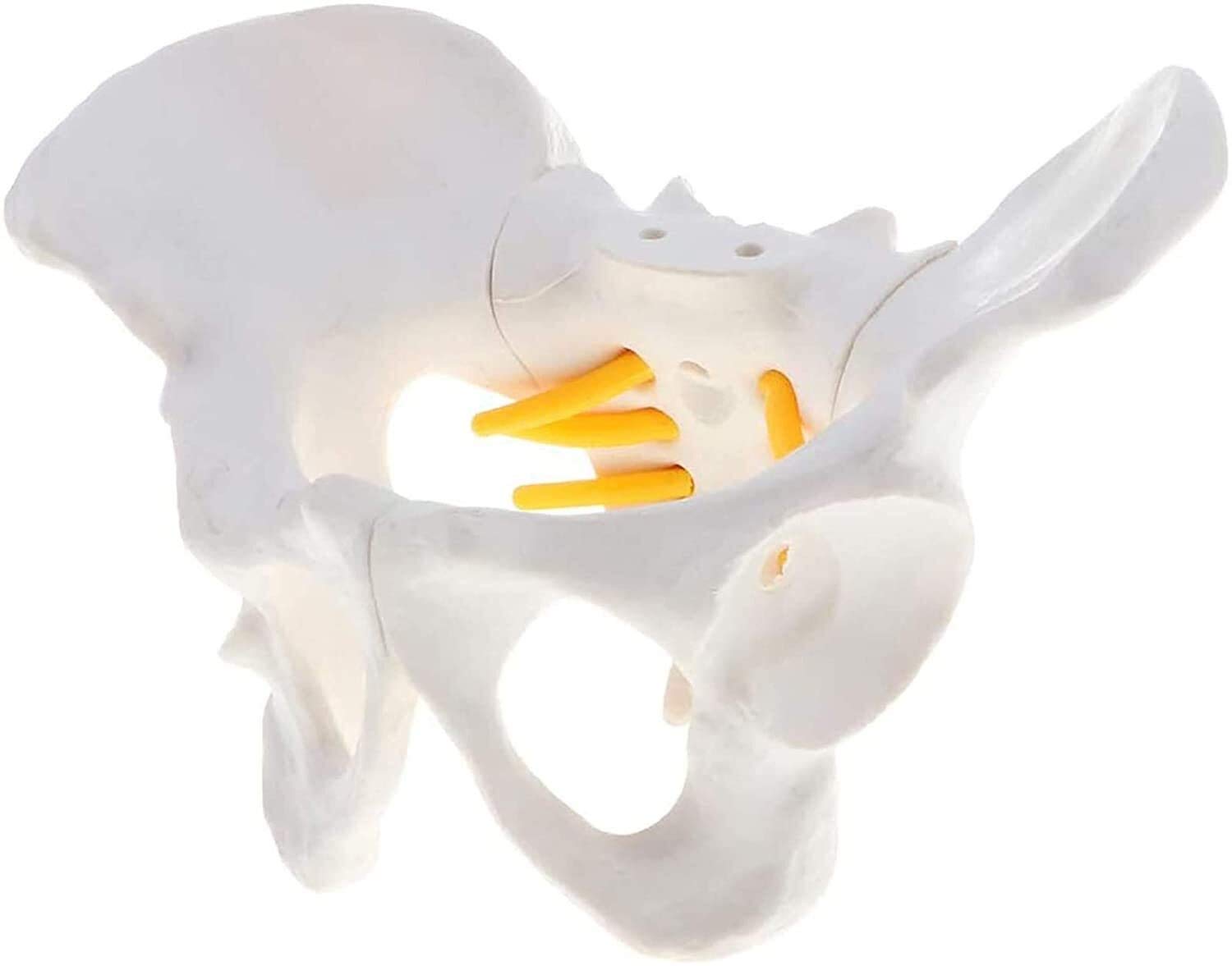 N A Zt Female Pelvis Skeletal Model Medical Anatomical Anatomy ...