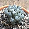 Amazon.com : QAUZUY GARDEN 100 Blue Haworthia Obtusa 'Crystal ...
