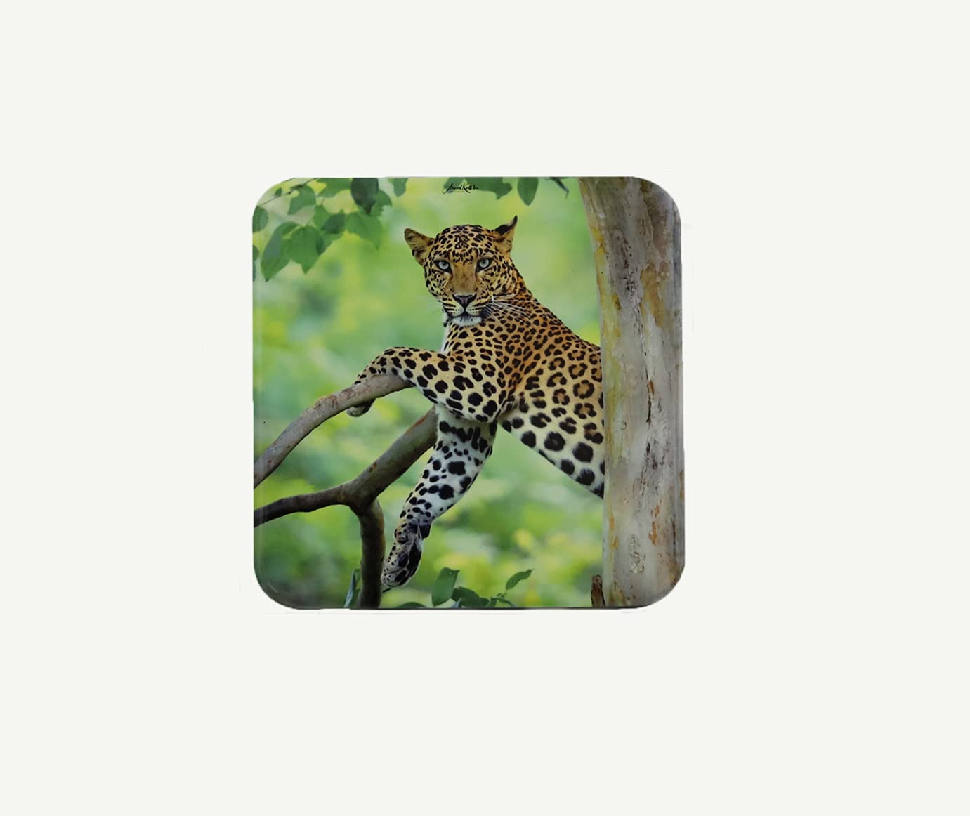 Buy Wildlife Fridge Magnets Leopard and Tiger Combo Online at Low ...