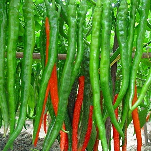Vegetable Seeds Red Chilli Seeds - 250 seeds : Amazon.in: Garden & Outdoors