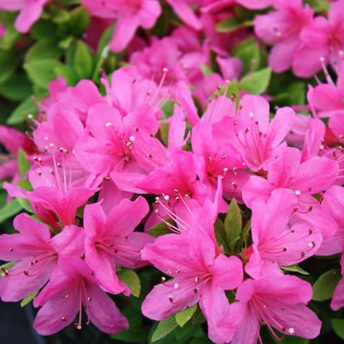 1 X Azalea 'Geisha Pink' Japanese Evergreen Shrub Hardy Plant in Pot ...