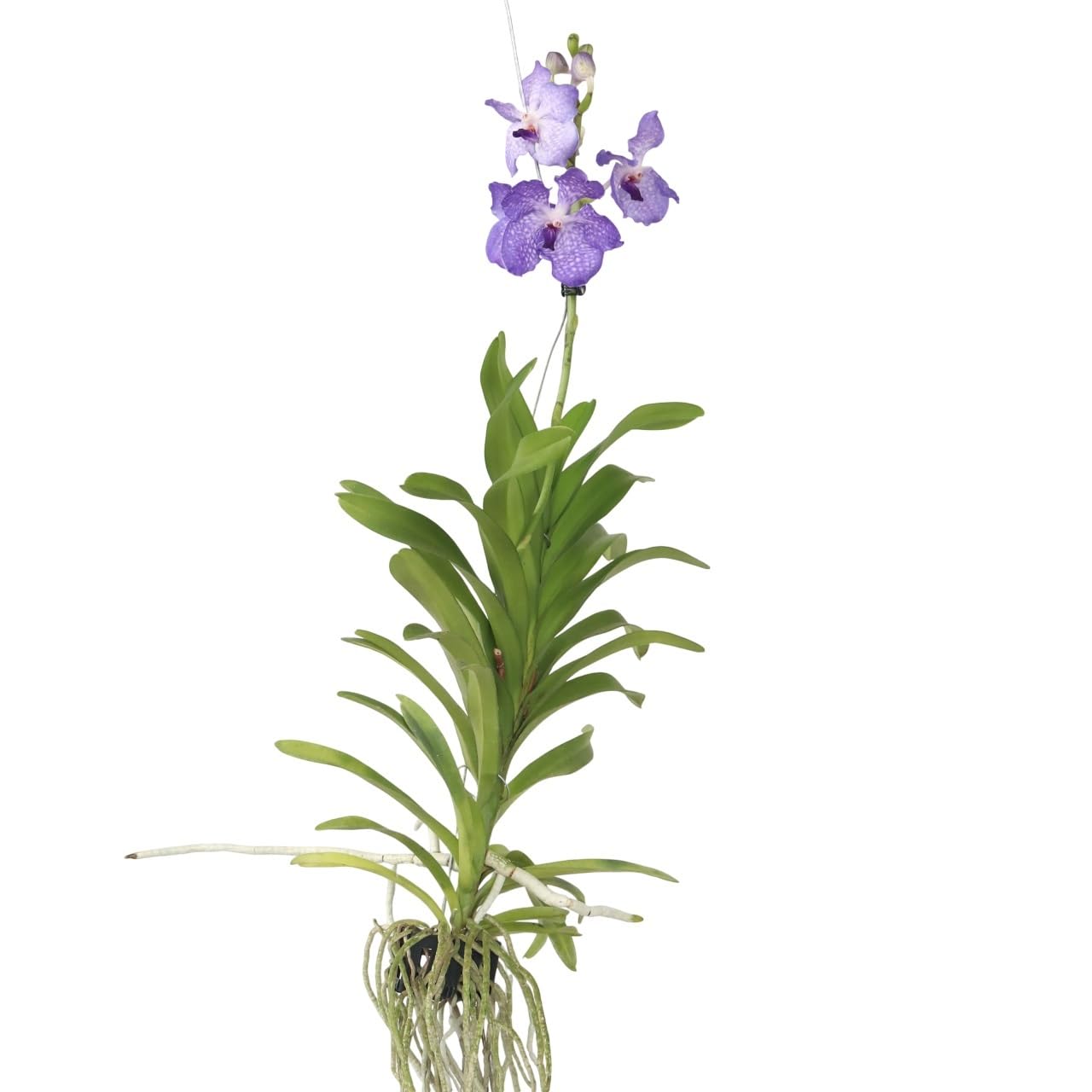 Plant in a Box - Vanda 'Nouveau bleu' - Orchidée tropicale - Magnifique ...