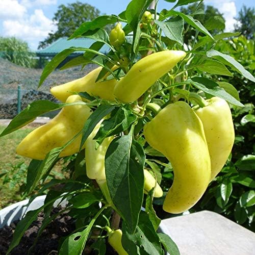 Paprika Feher Samen : Amazon.de: Garten
