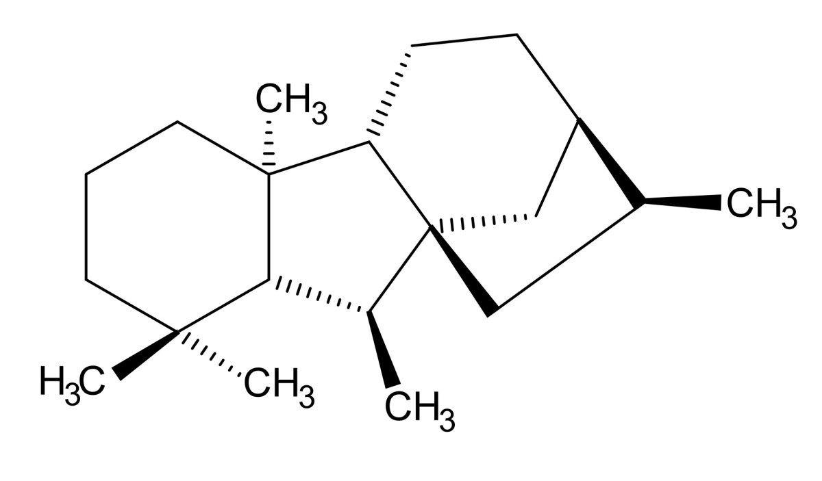 Buy Asklepios-® - 100 Conium maculatum, Hemlock, Poison Hemlock, The ...