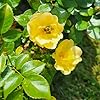 Amazon.com: 1 Gallon Knock Out Easy Bee-zy Rose Plant with Bright ...