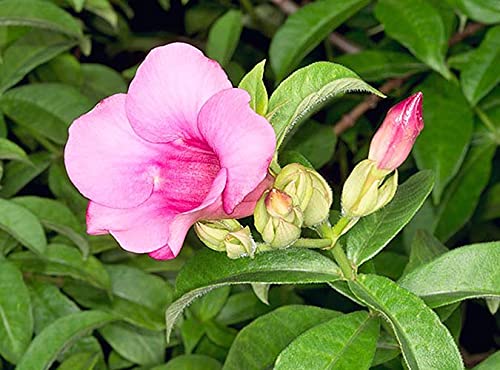 Allamanda Alamanda Flower Plant (Live) : Amazon.in: Garden & Outdoors