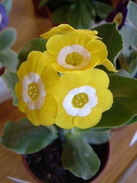Ritz Farming® Primula flower seeds | yellow Primula flower seeds for ...