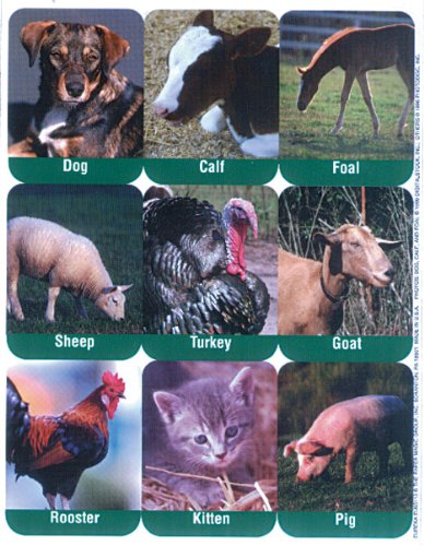 Real Farm Animals Pictures