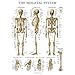 Palace Learning Skeletal System Anatomical Chart - LAMINATED - Human ...