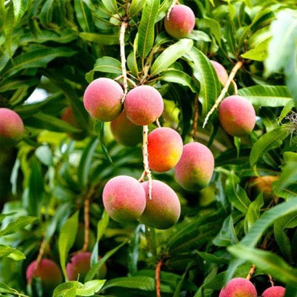 ROYAL PARADISE GARDEN Francis Mango Plant King Of Mango Grafted Plant ...