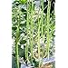 Amazon.com : White Seeded Yard Long Bean Seeds (20 Seeds) : Patio, Lawn ...