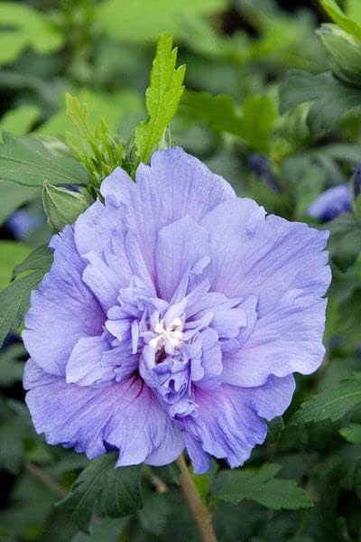 Blue Hibiscus Flower Live Plant : Amazon.in: Garden & Outdoors