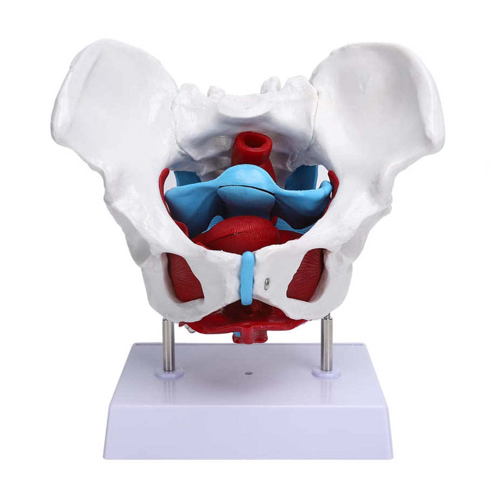 Buy Female Pelvis Anatomy Model Removable Organs Include Uterus, Colon ...