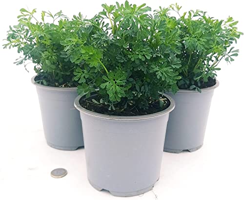 Cuidado y cultivo de la planta de ruda: Consejos esenciales. - Mi Hogar