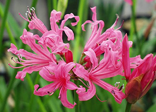 Narine Lilly (Naraine) Flower Bulbs (Pink Colour) - Pack of 5 Bulbs by ...