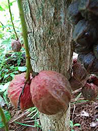 High Yield Rare Mooty Fruit Seedling Live Plant : Amazon.in: Garden ...