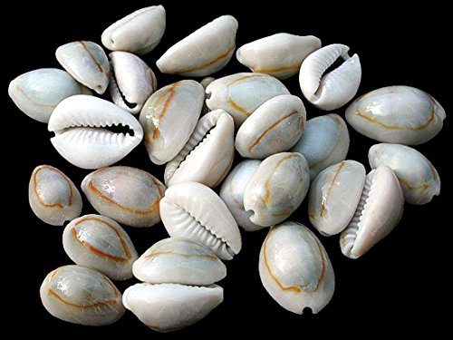 Buy NEERAJ - Natural Shells White ? Cowdi-Kauri - Kowri - Cowry - Kaudi ...