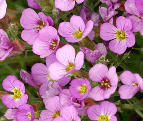 Arabis caucasica - How to grow & care