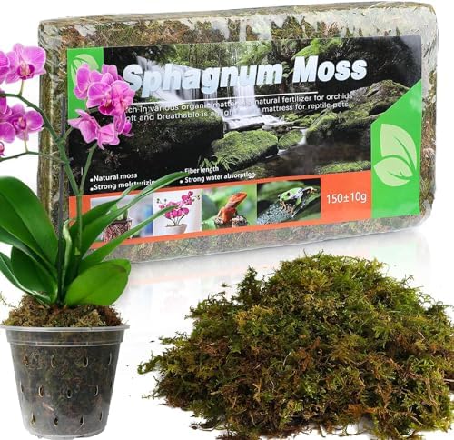Amazon.com : Kitypartsy Orchid Sphagnum Moss,3QT Dried Forest Moss ...