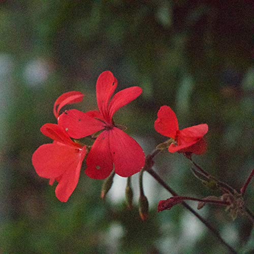 Play Maybe If You by Lael on Amazon Music