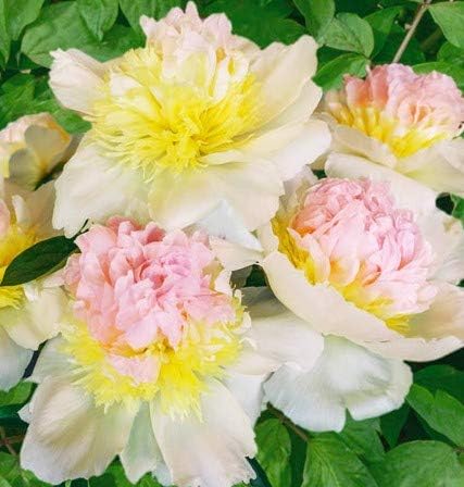 Amazon.com : Honey Gold Peony, Spectacular Flowering Blooming Sized ...