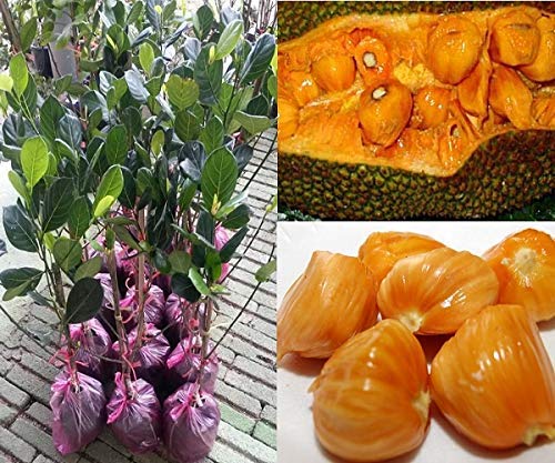 LushGreen Gardens Jackfruit Tree Live Plant - Rare Mini Jack Fruit ...