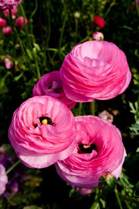 SVG Ranunculus flower bulbs for Your Garden | pink Ranunculus Flowering ...